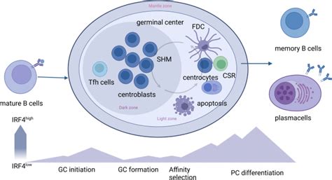 The Dynamic Functions Of Irf4 In B Cell Malignancies Clinical And