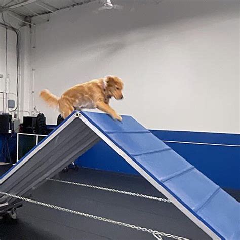 Agility Class Wolverine Dog Training Club