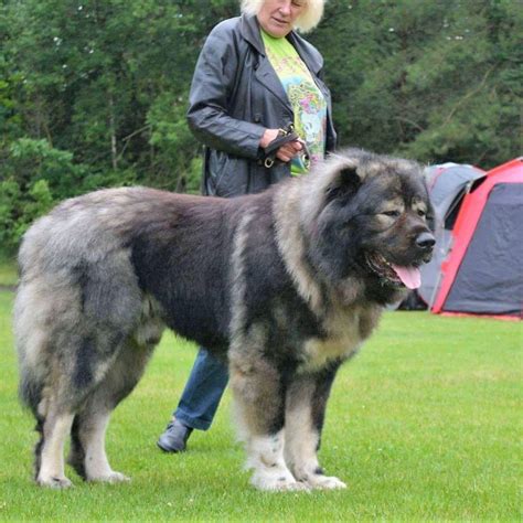 Caucasian Shepherd Breeders In The Us