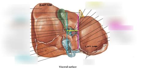 36 Liver Spots Netters Visceral Surface Diagram Quizlet
