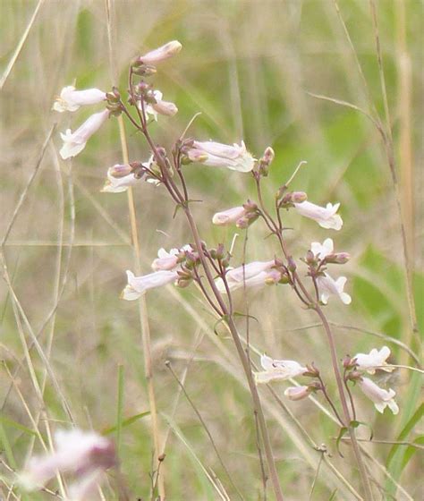 Loose Flowered Penstemon Npat