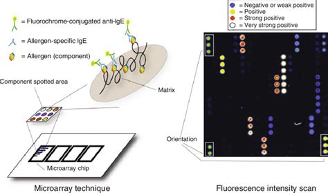Component Based Allergy Diagnosis By Microarray Incubation Of Allergen Download Scientific