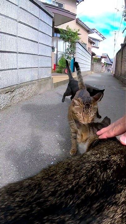 漁港の街で路地裏を歩いていると猫が色んな所から湧いてくる Youtube