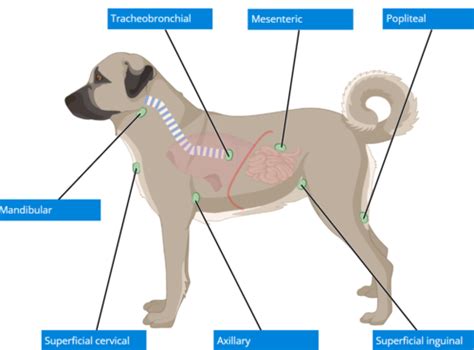 Review Lymph And Immunity Flashcards Quizlet