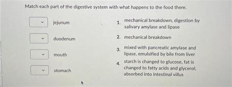 Solved Match Each Part Of The Digestive System With What Chegg
