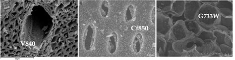 Representative Sem Micrographs Samples V840 Cf850 And G733w