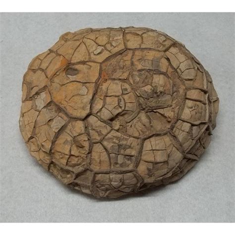 Fossil Dinosaur Coprolite