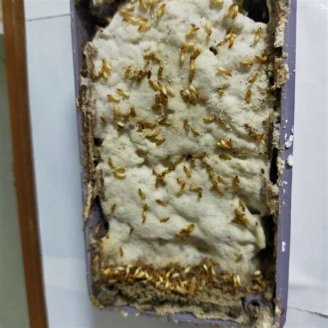 บริษัทกำจัดปลวก บริการกำจัดปลวก มด แมลงสาบ หนู ยุง พื้นที่ภาคใต้