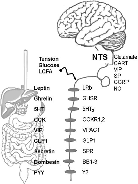 Agal Afferent Signaling Is Regulated By Complex Neural Hormonal And