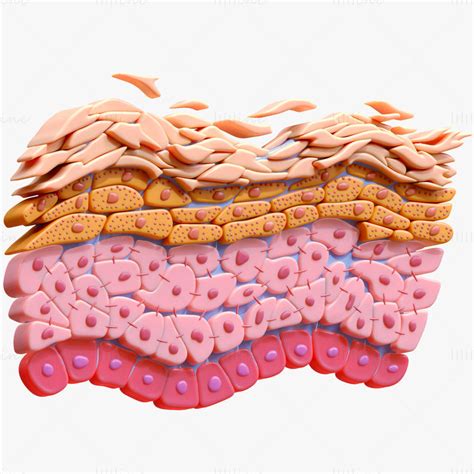 Epidermă Secțiune Transversală Anatomie Piele Model 3d