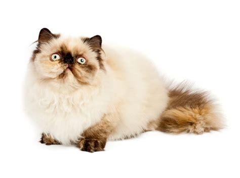 20 Vet Verified Himalayan Cat Colors And Coat Patterns With Pictures