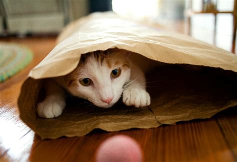 This Is Why Your Cat Freaks Out When You Say Pspspsps