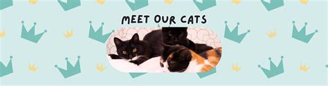 Meet Our Cats — Regal Cat Cafe