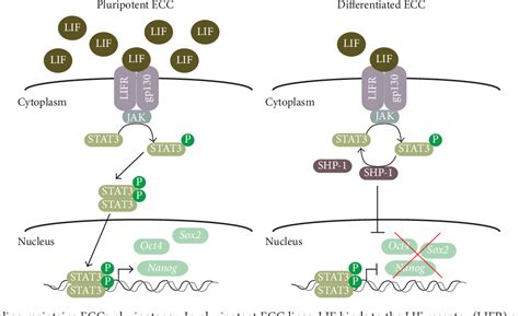 Embryonal Carcinoma Cells