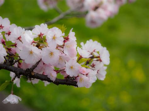 桜 GANREF