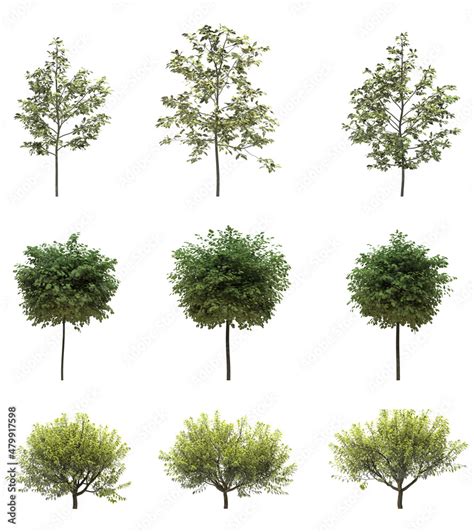 Cutout Tree For Use As A Raw Material For Editing Work Isolated Green Deciduous Tree On White