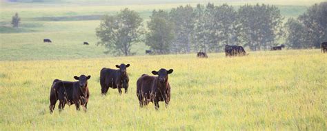Satellite Based Insurance May Be Future Of Forage Risk Management Grainews