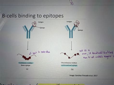 Lec 17 And 18 Lymphocyte Development Flashcards Quizlet