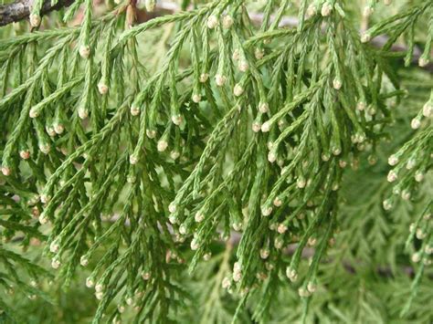 Cedar Leaf Identification