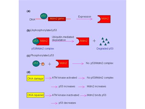 Oncogenes Proto Oncogenes And Tumor Suppressor Gene Pptx Cancer