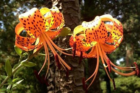 How To Grow Lilium Lancifolium Earthone