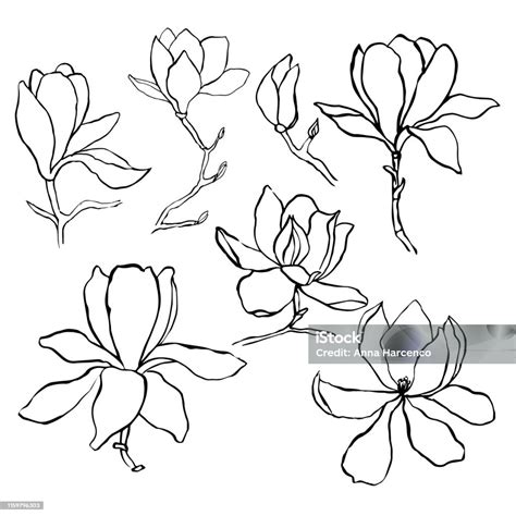 스케치 플로럴 보타니 컬렉션 목련 꽃 그림입니다 현대 단일 라인 아트 미적 윤곽 흰색 배경에 라인 아트와 검은 색과 흰색 손으로 그린 식물 그림벡터 개체 그룹에 대한 스톡
