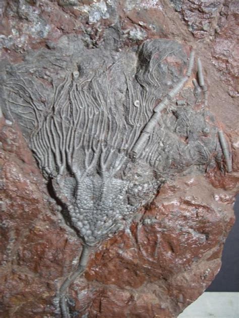 Large Crinoid Plate With Heads And Stems Name Scyphocrinus Elegans Age Silurian Devonian A Free