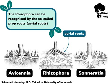 Rhizophora Uk