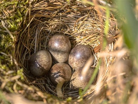 Meadow Pipit Bird Facts Anthus Pratensis Birdfact