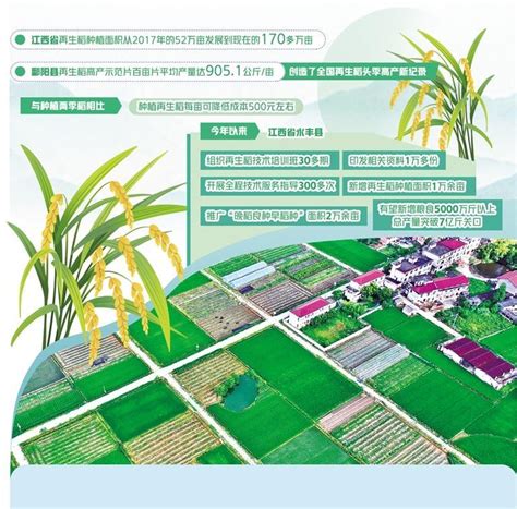 再生稻如何“再生金”凤凰网江西凤凰网
