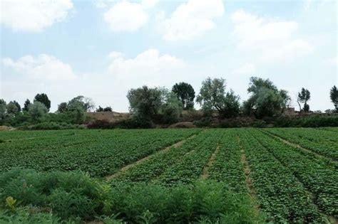 民勤沙生植物园 搜狗百科