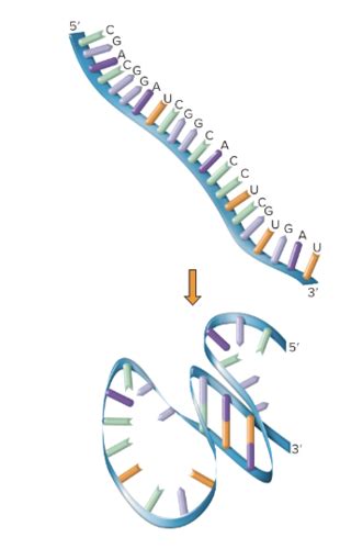 Genetics Exam 2 Flashcards Quizlet