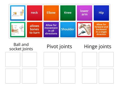 Types Of Movable Joints Group Sort