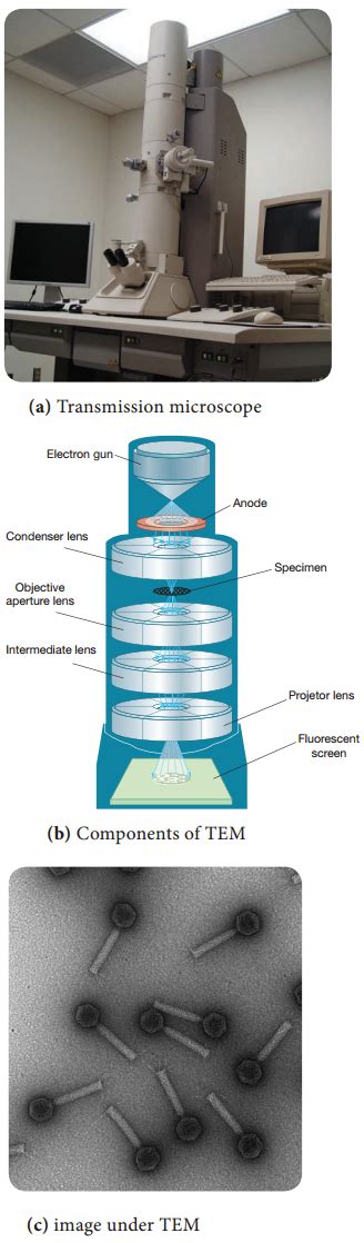Electron Microscope Definition Principle Parts Uses