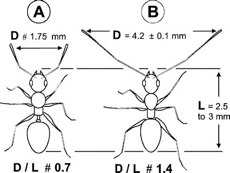 The Predatory Behaviour Of A Tramp Ant Species In Its Native Range The Predatory Behaviour Of A Tramp Ant Species In Its Native Range