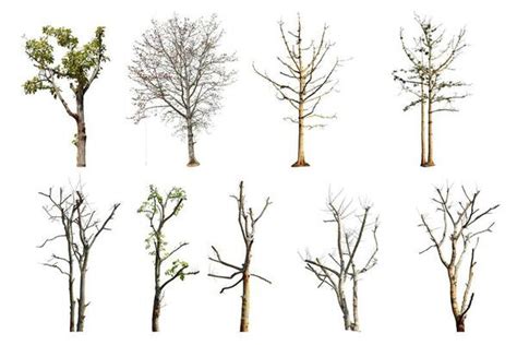 Tree Trunk Stock Photos Images And Backgrounds For Free Download