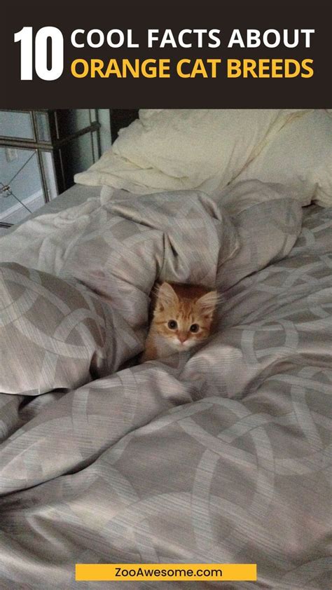 10 Cool Facts About Orange Cat Breeds