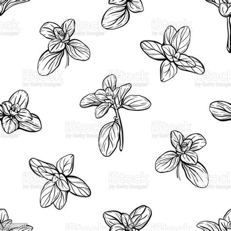 바질 매끄러운 패턴 이탈리아 허브 마조람의 잔가지 바질은 향기롭고 향기로운 조미료입니다 손으로 그린 일러스트레이션 나뭇가지에 대한 스톡 벡터 아트 및 기타 이미지 Istock