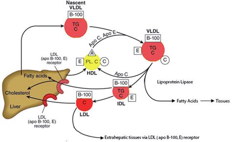 Very Low Density Lipoprotein Metabolism In Circulation Vldl Are Download Scientific Diagram
