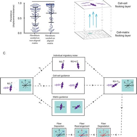 A Multi Layered Flocking Model Of Cell Cell And Cell Matrix Download Scientific Diagram