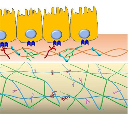 Extracellular Matrix Ecm Compartments Schematic Representation Of Download Scientific