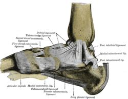 Deltoid Ligament Wikipedia