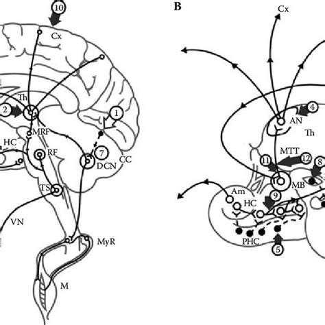 1 Diagrammatic Representation Of Neuronal Circuits Involved In Genesis Download Scientific