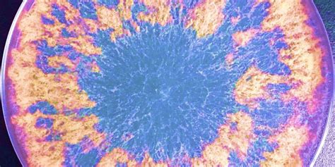 Research To Explore The Role Of Unstructured Protein In Regulating Circadian Function Sleep Review