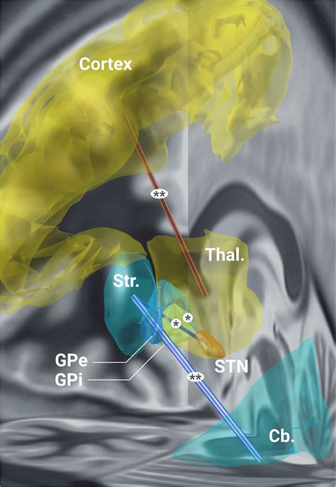 Modulation Of Specific Connections In The Motor Network By Effective Download Scientific