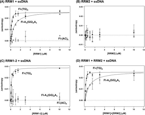 Analysis Of The Sequence Dependent Interaction Between Rrm Proteins And Download Scientific