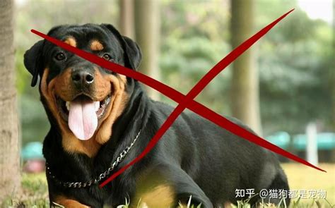 这5种狗在城市“被禁养”，再养就违法了，你中招了没？ 知乎