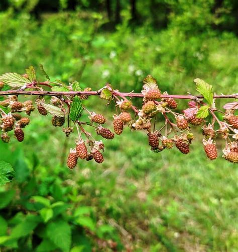 Pruning Raspberries Complete Guide With Seasons And Methods