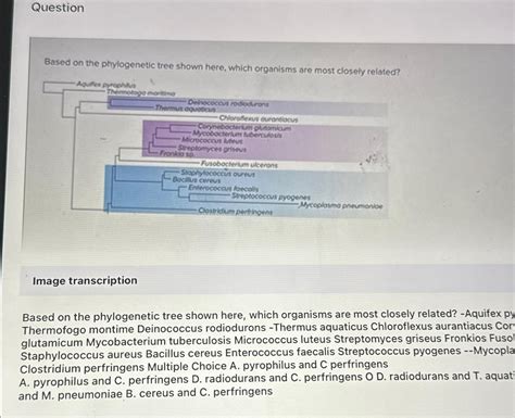 Solved Questionbased On The Phylogenetic Tree Shown Here