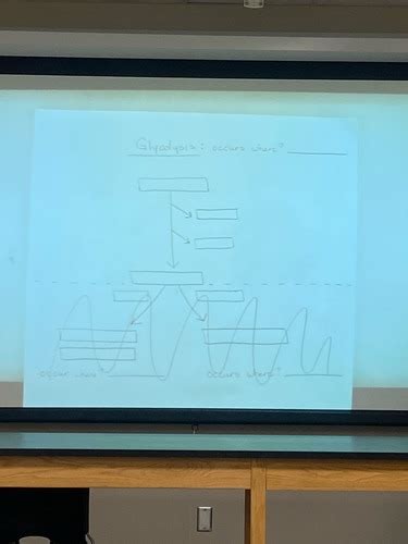Bio 1110 Ch 9 Flashcards Quizlet